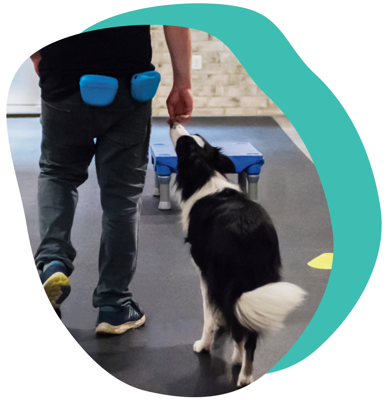 Happy Paws & Puptagon